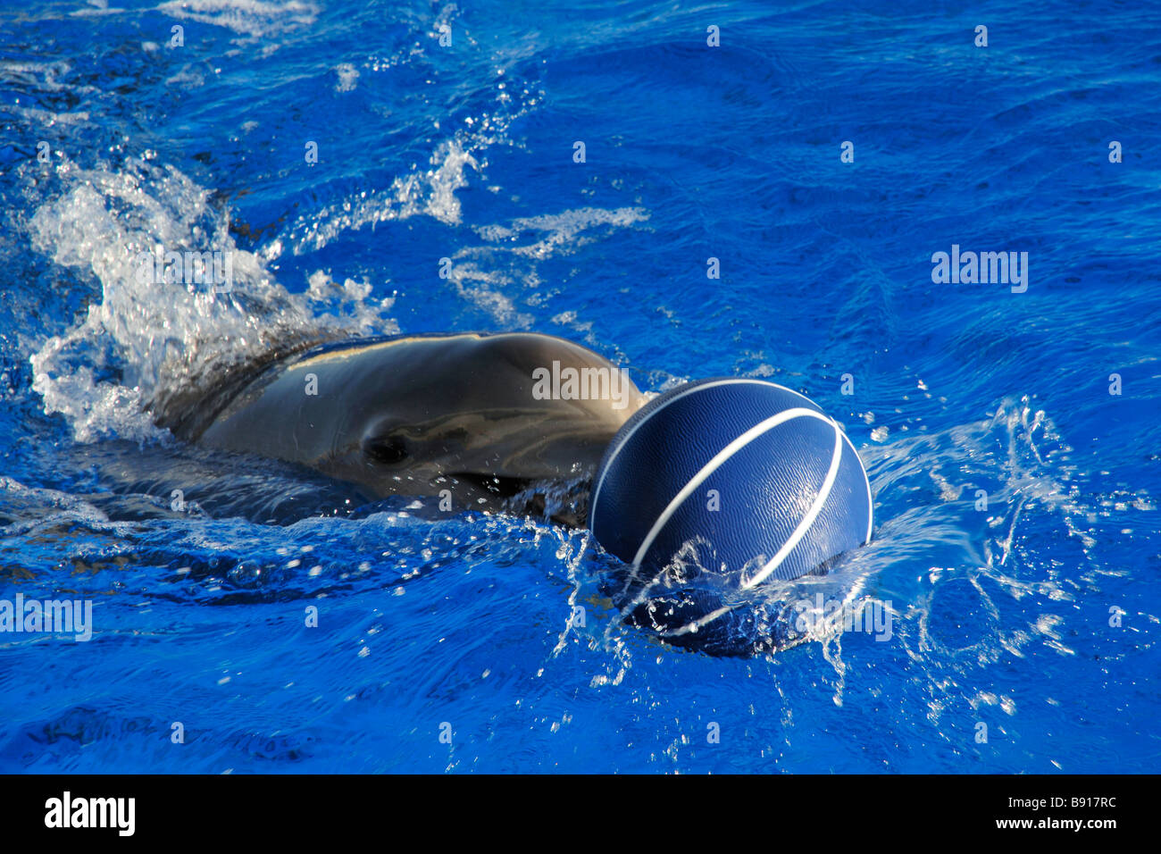 Atlantic bottlenose dolphin playing with a ball in a large tank at ...