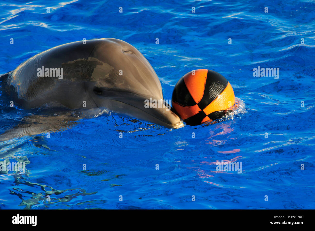 Atlantic bottlenose dolphin playing with a ball in a large tank at ...