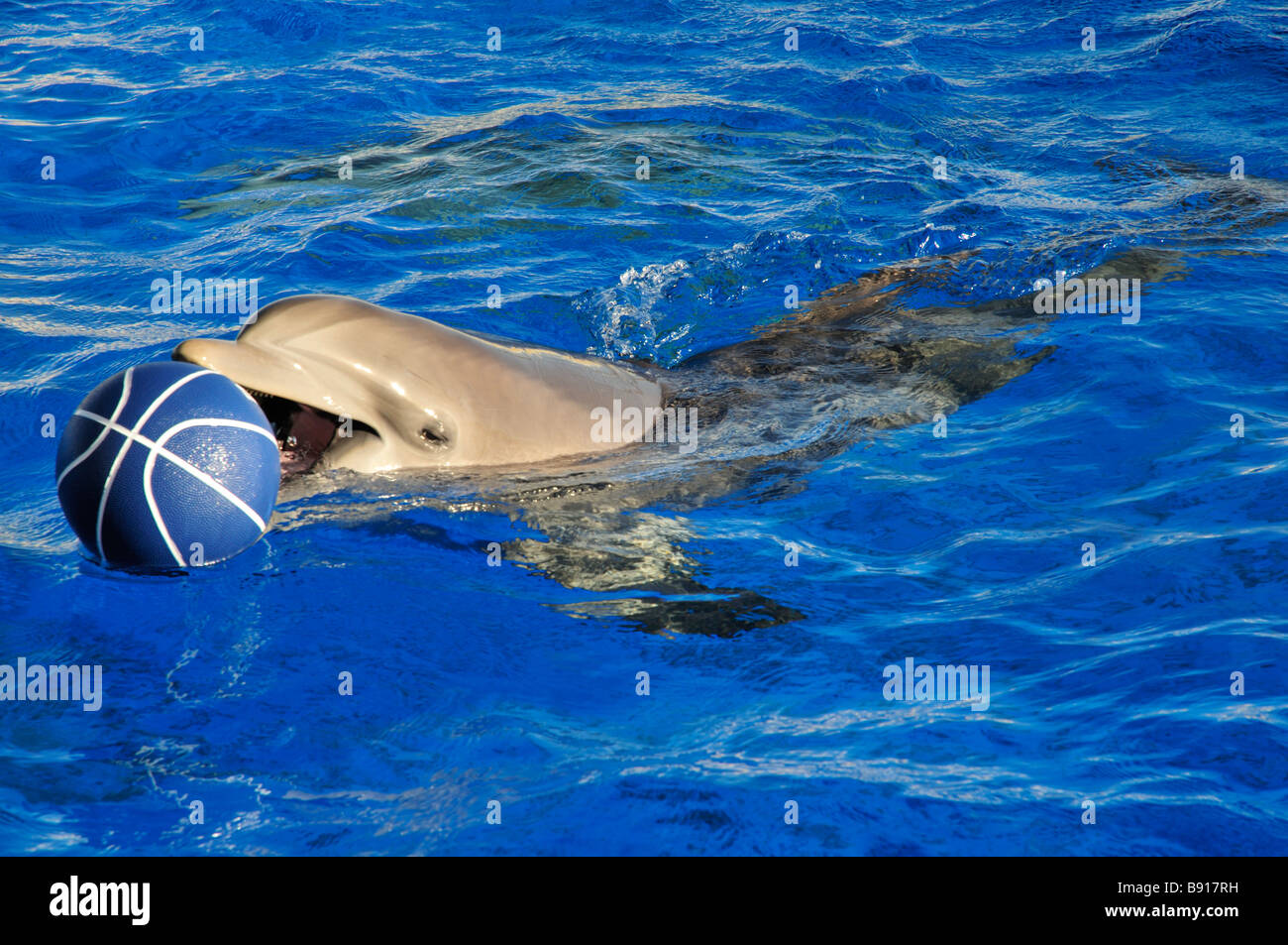 Atlantic bottlenose dolphin playing ball hi-res stock photography and ...