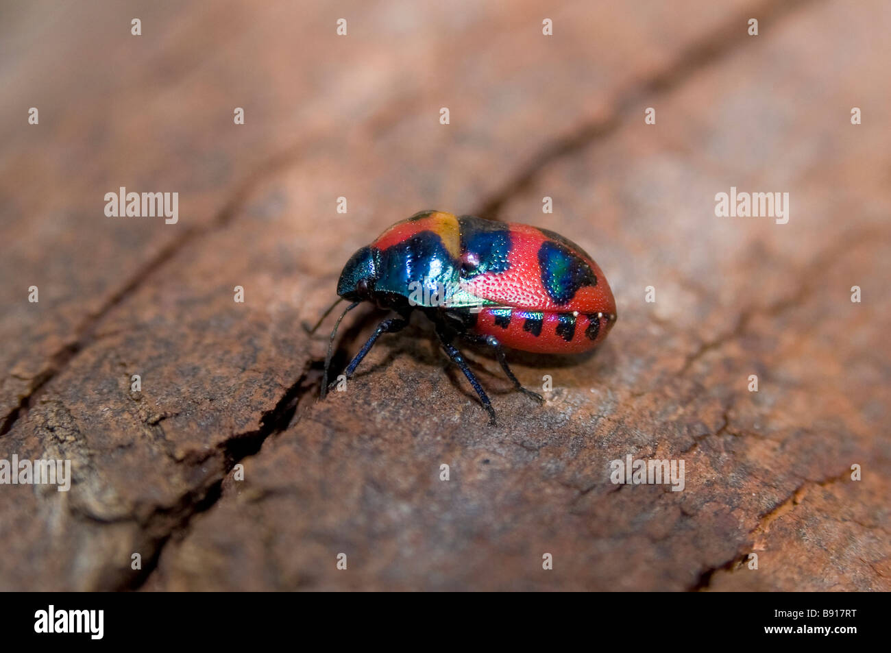 Red shield bug hi-res stock photography and images - Alamy