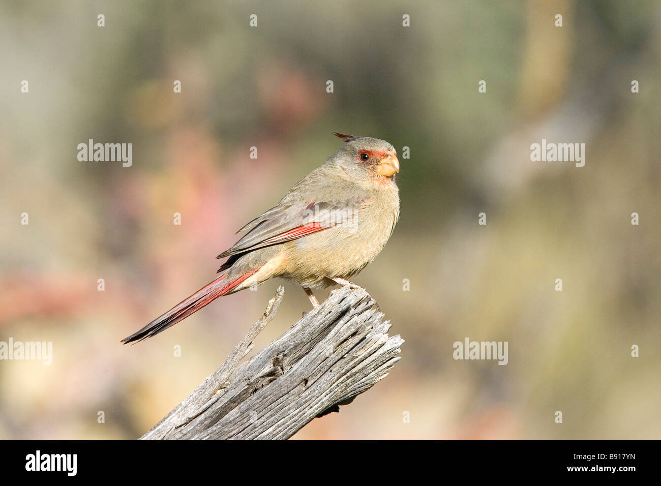 Female pyrrhuloxia bird hi-res stock photography and images - Alamy