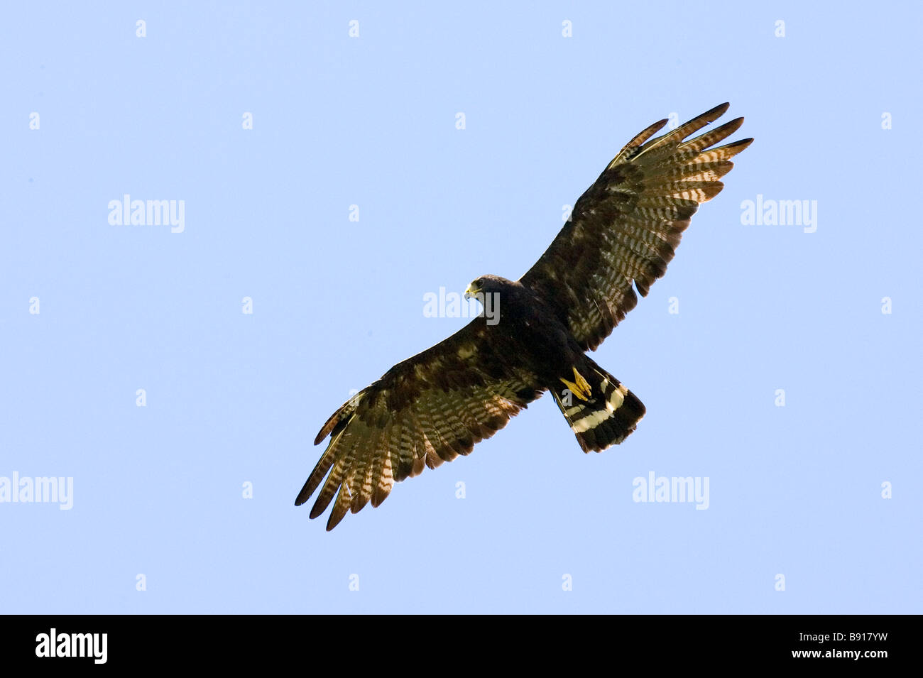 Zone tailed hawk hi-res stock photography and images - Alamy