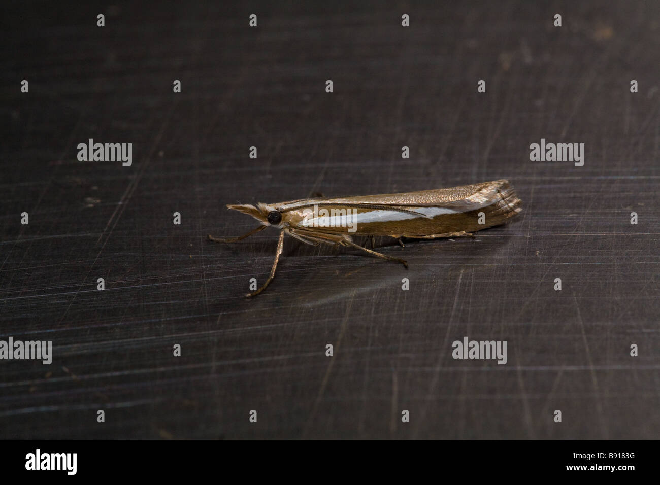 New zealand moth hi-res stock photography and images - Alamy