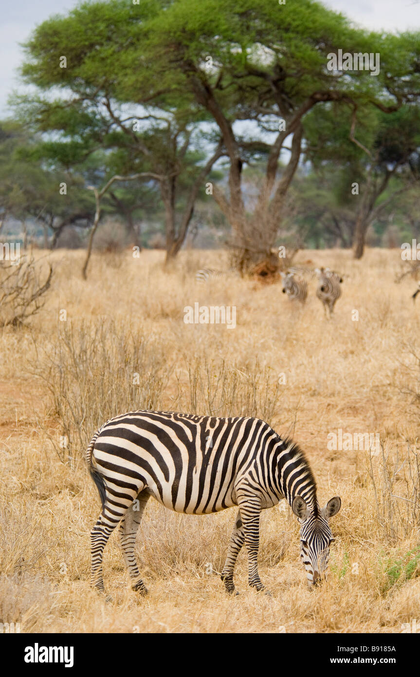 Quagga horse hi-res stock photography and images - Alamy