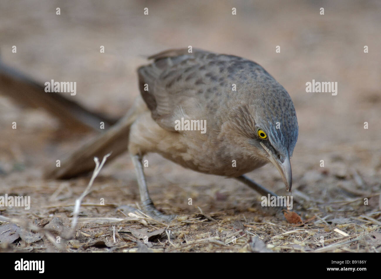 Large Grey Babbler Turdoides malcolmi feeding on the ground Stock Photo - Alamy