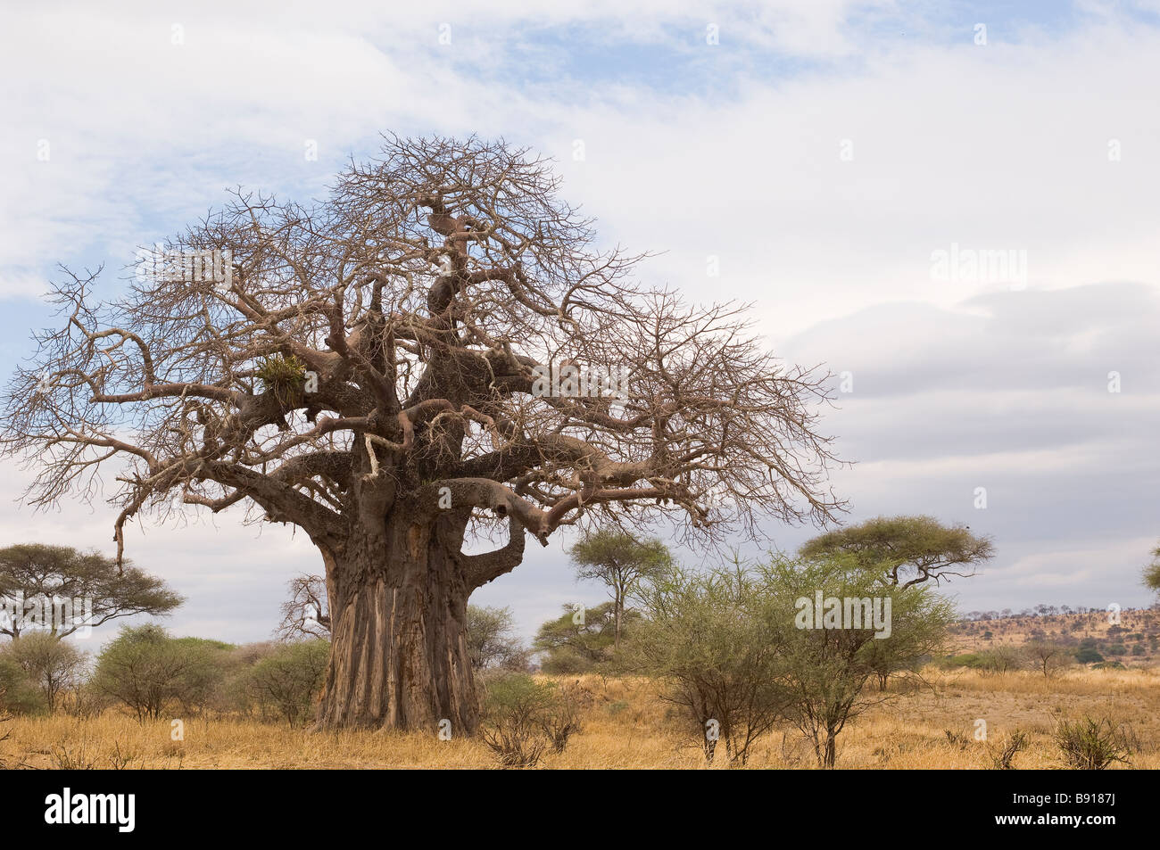 Baobab Tree Adansonia digitata Tarangire National Park Tanzania Africa ...