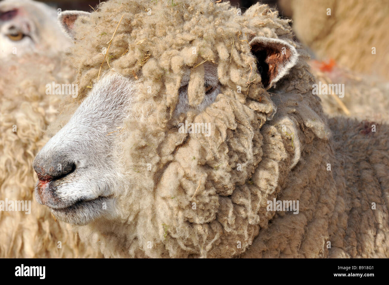 Ewes head hi-res stock photography and images - Alamy