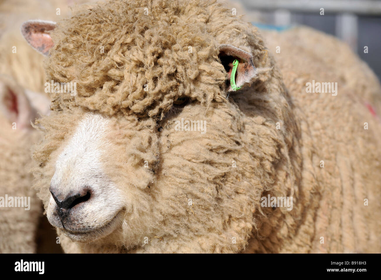 Wool ewes hi-res stock photography and images - Alamy