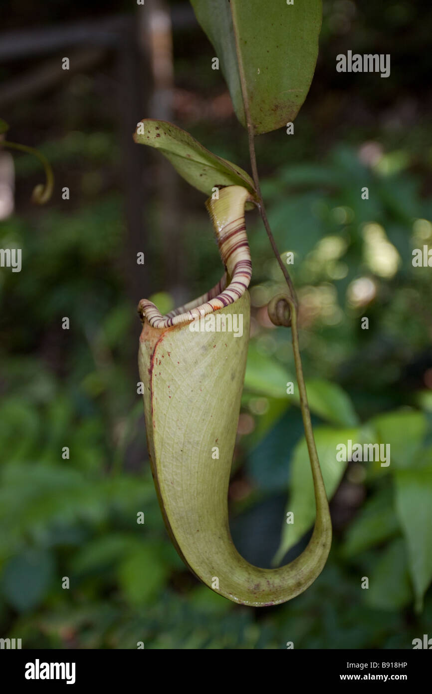 Nepenthes Insectivorous Pitcher Plant Sabah Malaysia Borneo Stock Photo ...