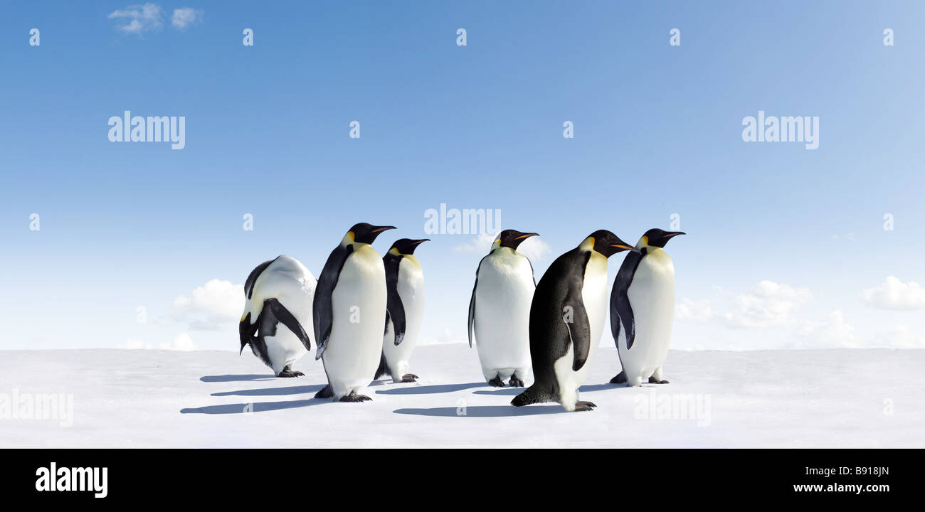 Emperor Penguins in Antarctica Stock Photo - Alamy