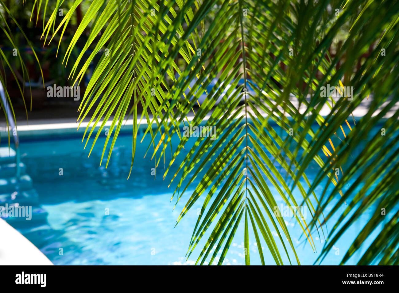 Palm leaves next to swimming pool Stock Photo - Alamy