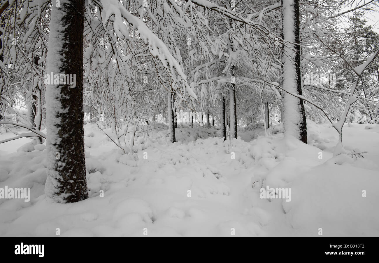 Forest in winter landscape,landscape and winter Stock Photo - Alamy