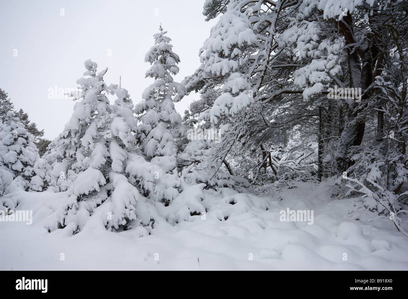 Forest in snow Stock Photo - Alamy