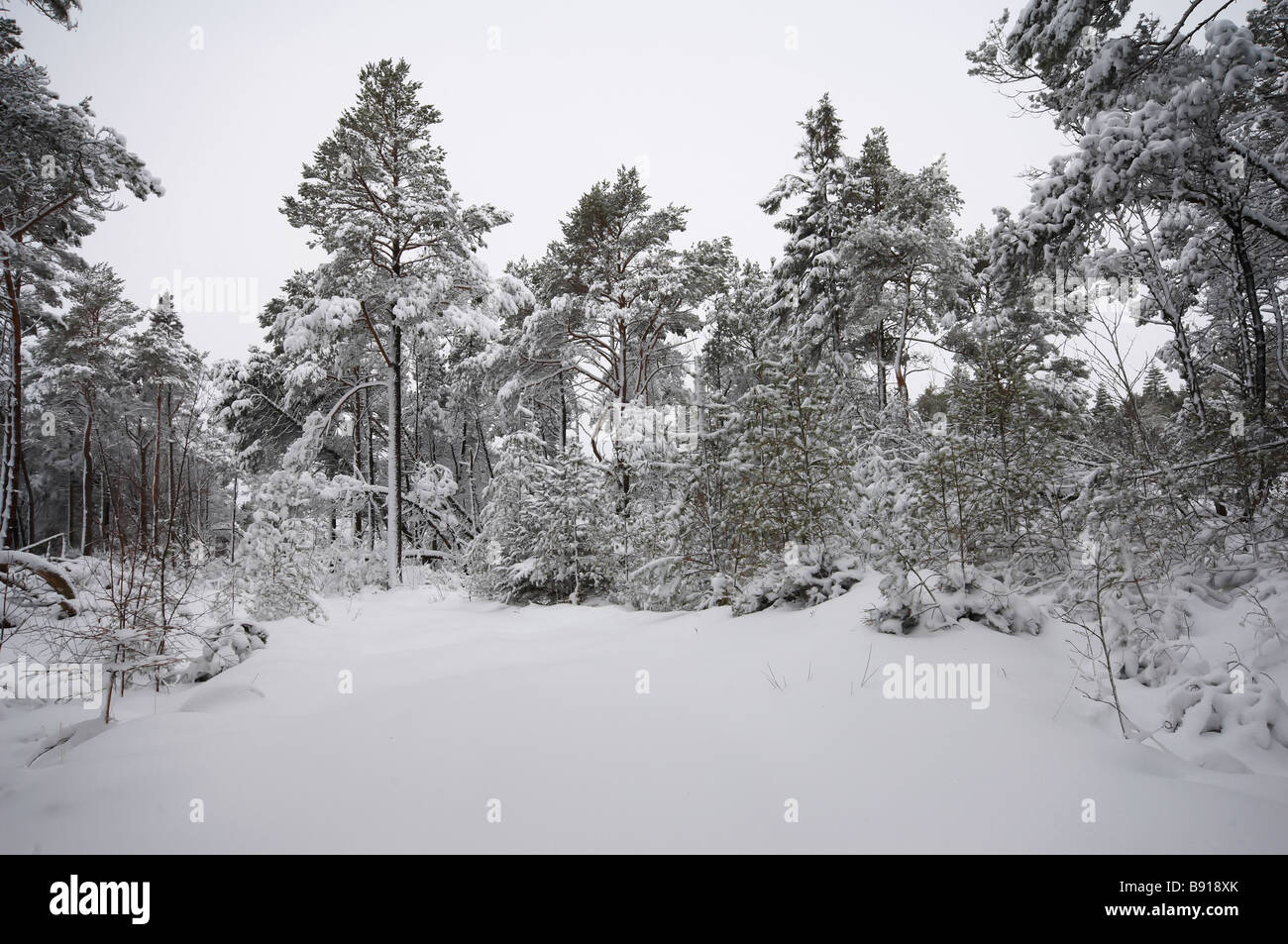 Forest in snow, landscape and winter Stock Photo - Alamy