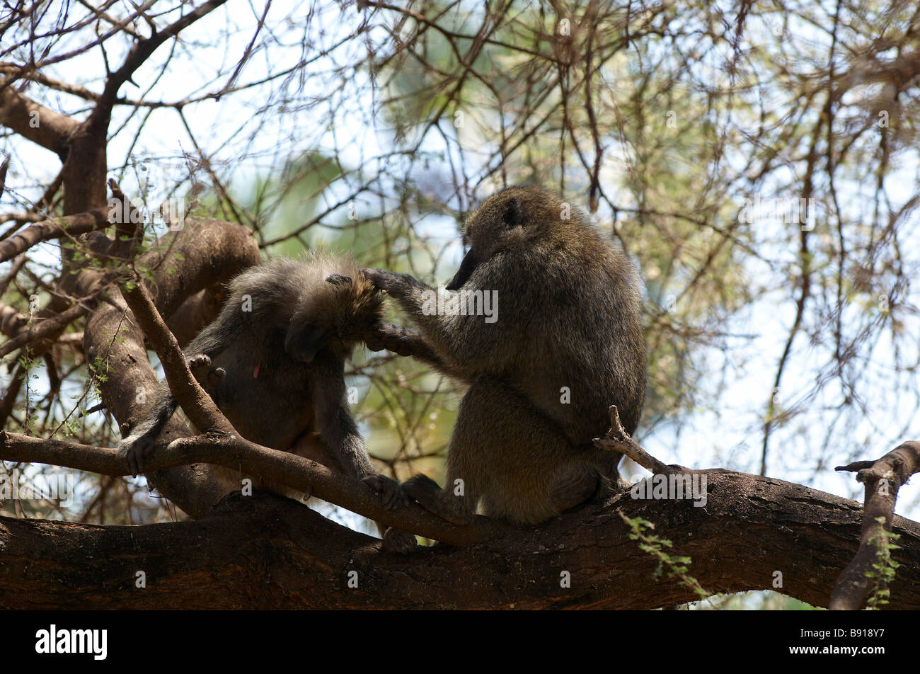 African Baboon Monkey Stock Photo - Alamy