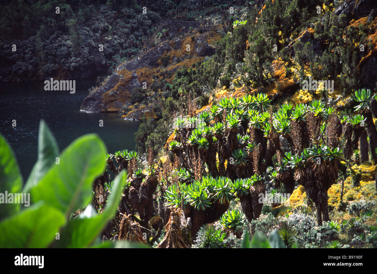 Rwenzori mountain range hi-res stock photography and images - Alamy