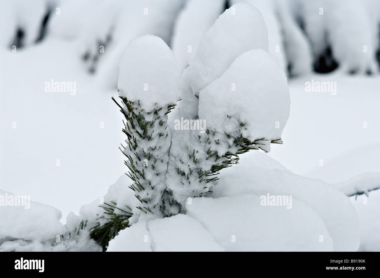 Snowfall on tree top Stock Photo - Alamy
