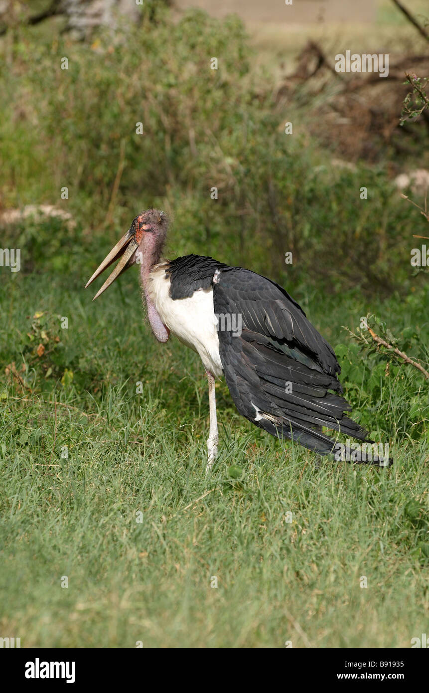 The Marabou Stork in African national park Stock Photo - Alamy