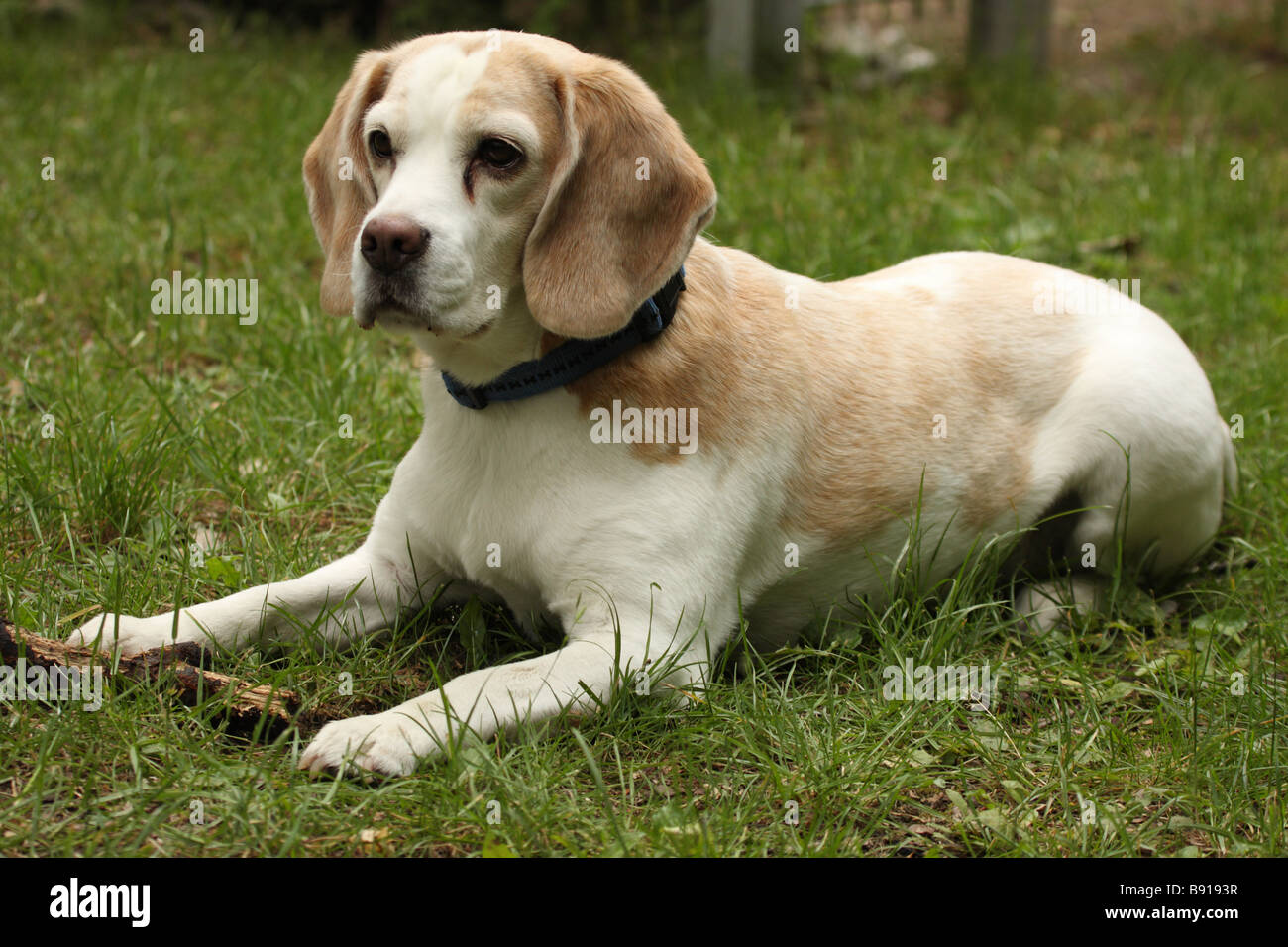 beagle lying in grass Stock Photo - Alamy