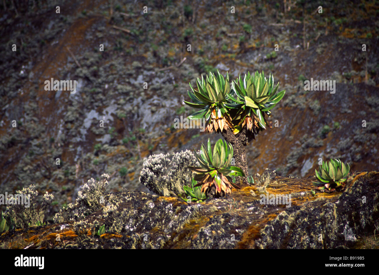 Rwenzori Mountain Range High Resolution Stock Photography and Images ...