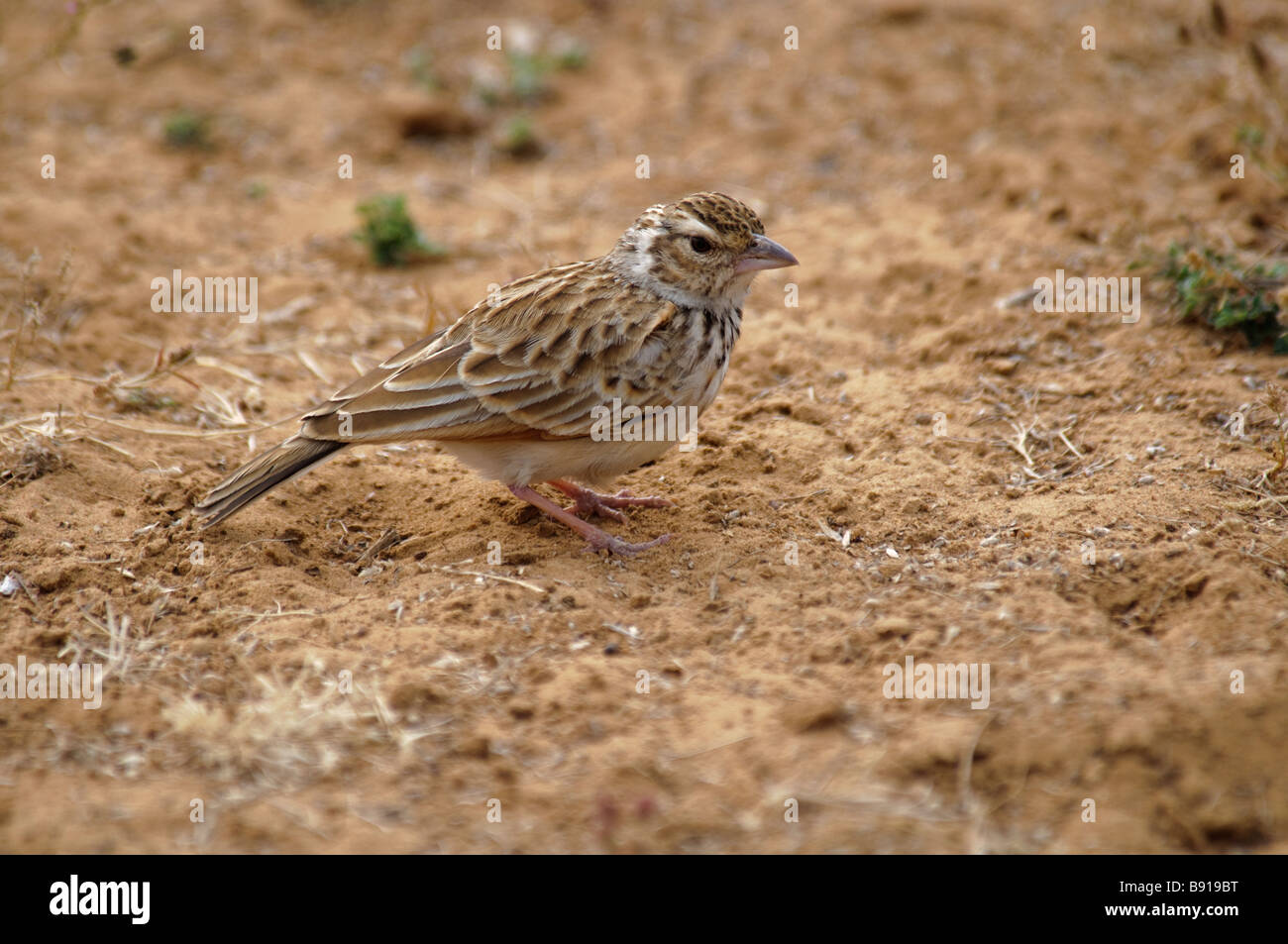 Indian bushlark hi-res stock photography and images - Alamy