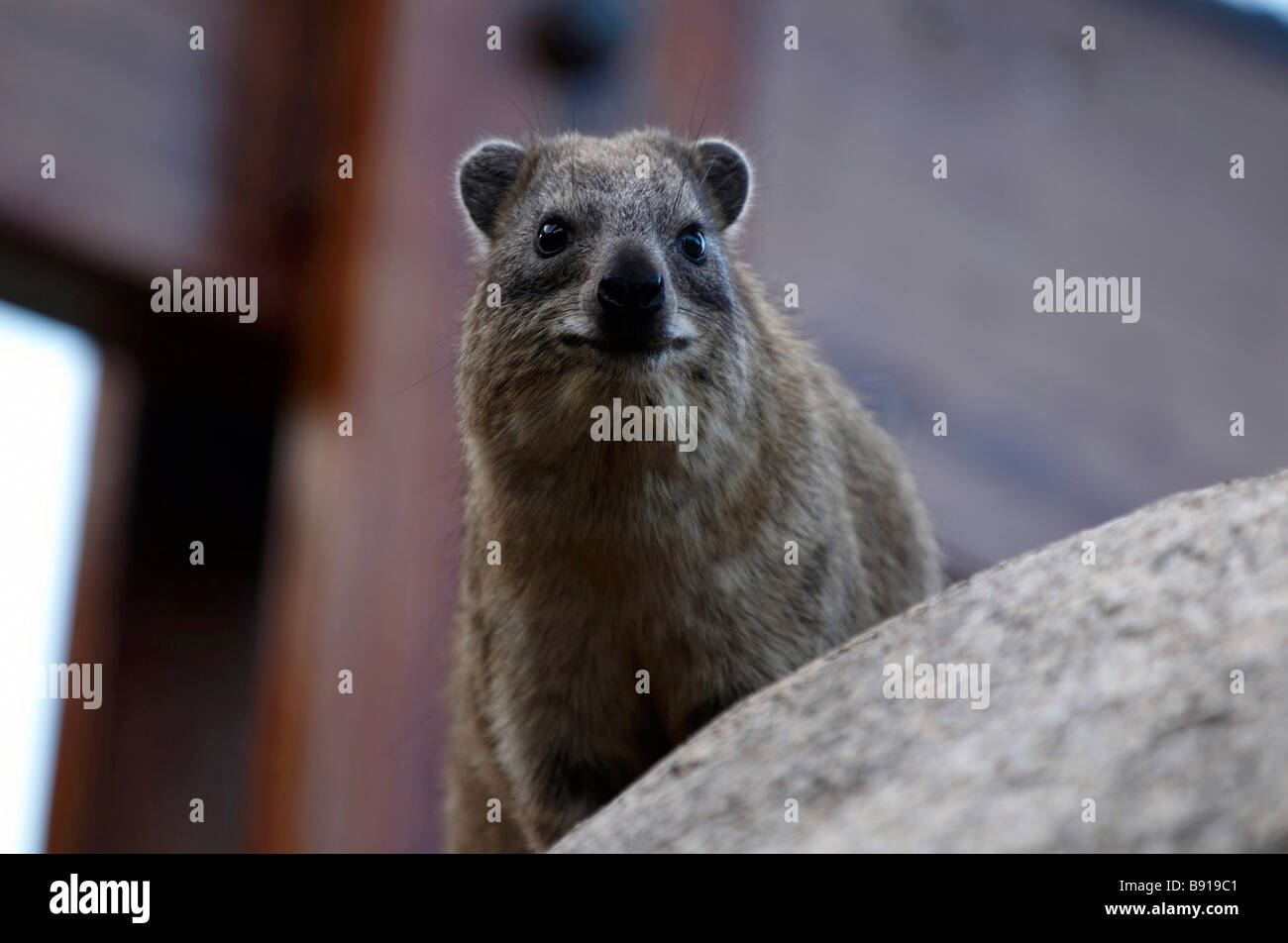 Rock hyrax paw hi-res stock photography and images - Alamy