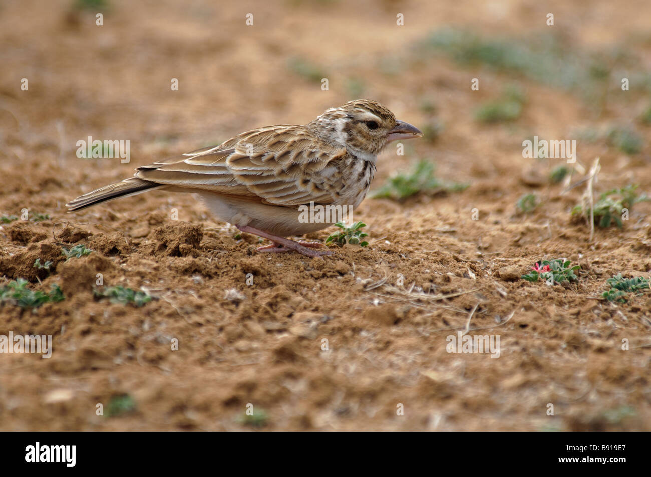 Indian bushlark bird india hi-res stock photography and images - Alamy