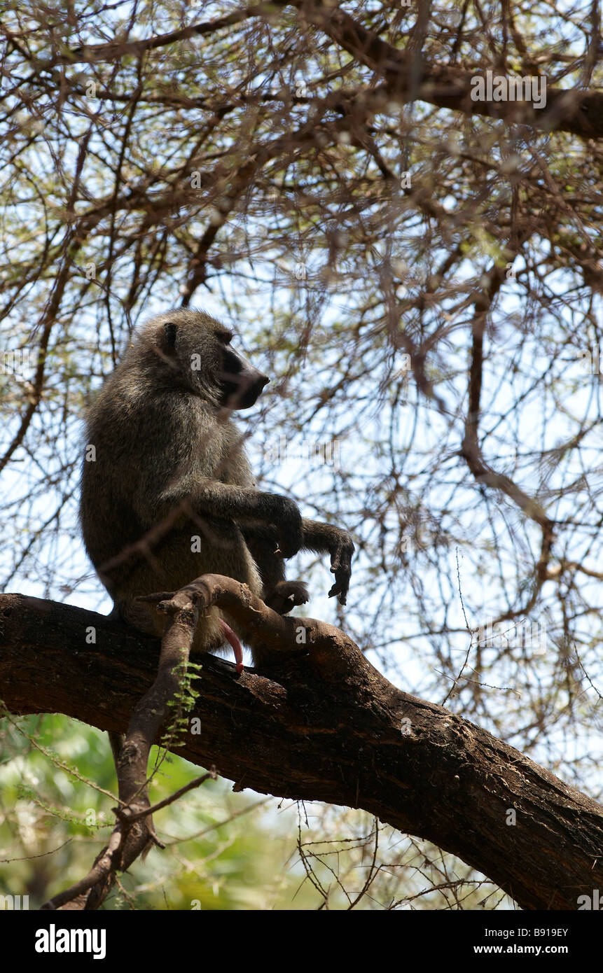 African Baboon Monkey Stock Photo - Alamy