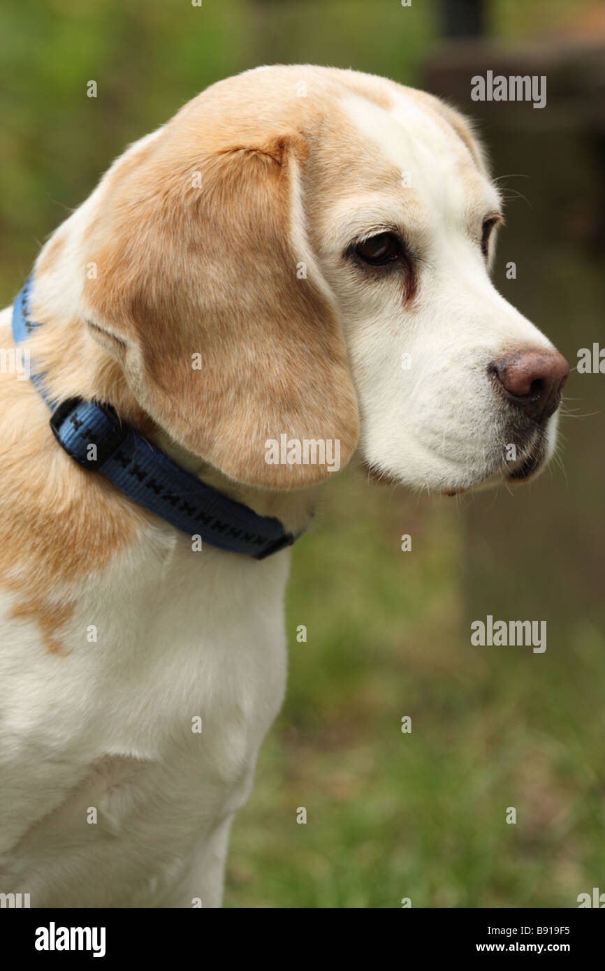 side view of beagle head Stock Photo - Alamy