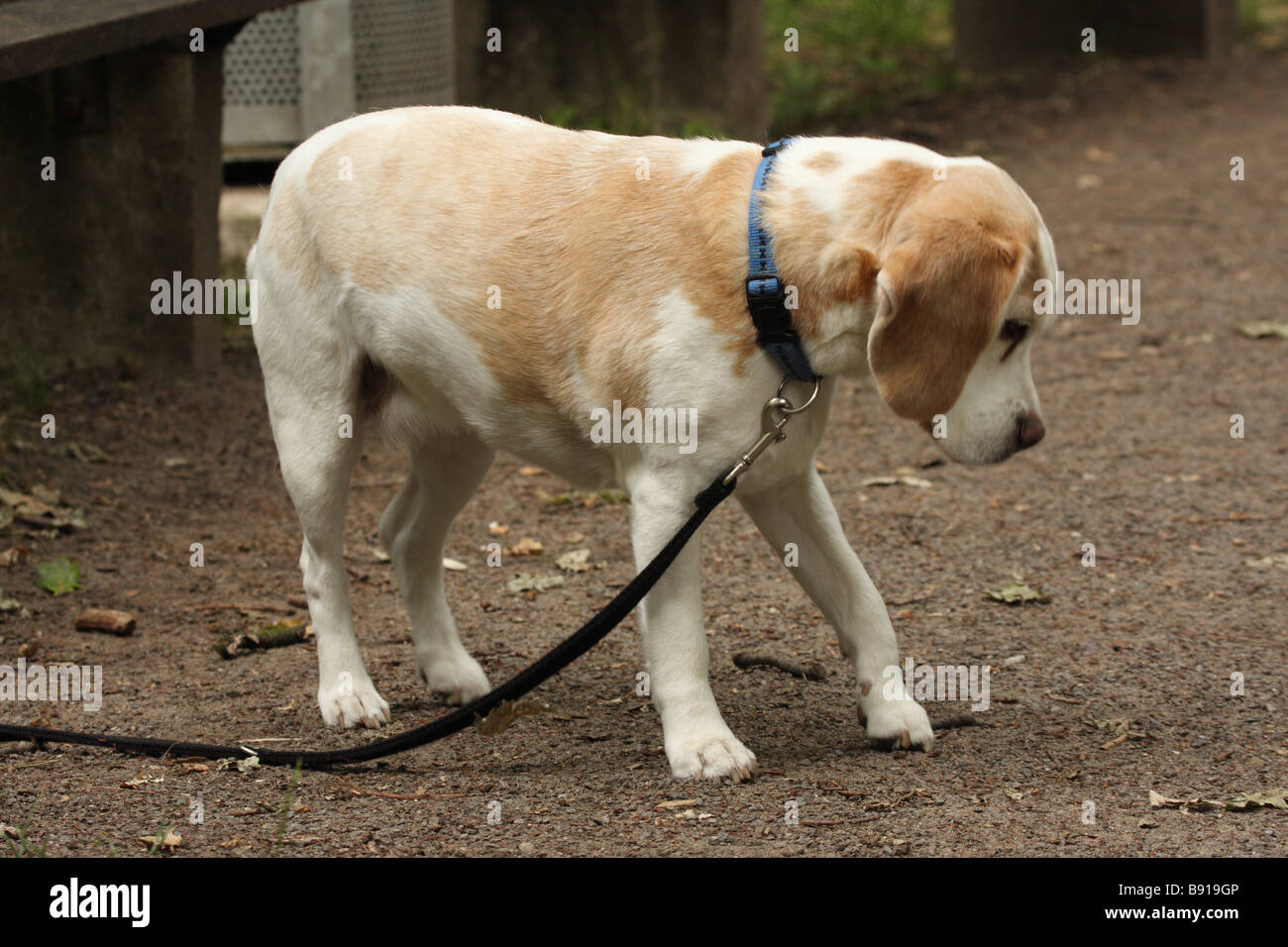 Dancing dog hi-res stock photography and images - Alamy