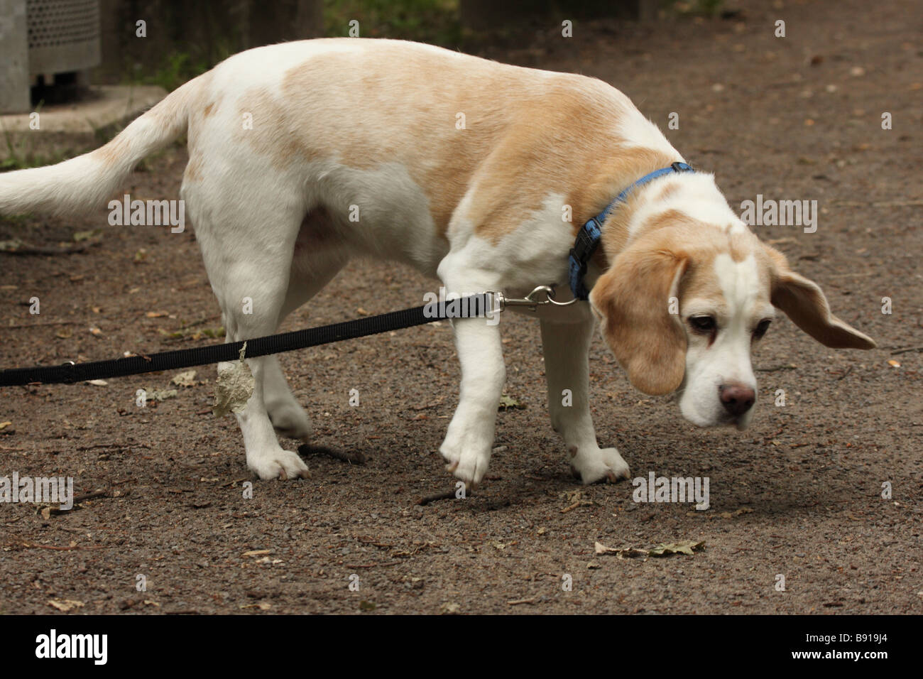 Beagle profile hi-res stock photography and images - Alamy