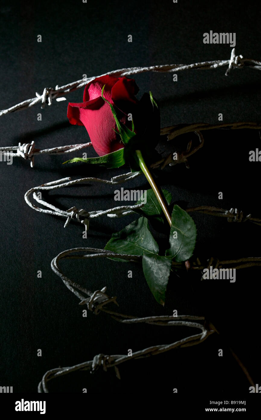 A still life of a red rose and barbed wire Stock Photo - Alamy