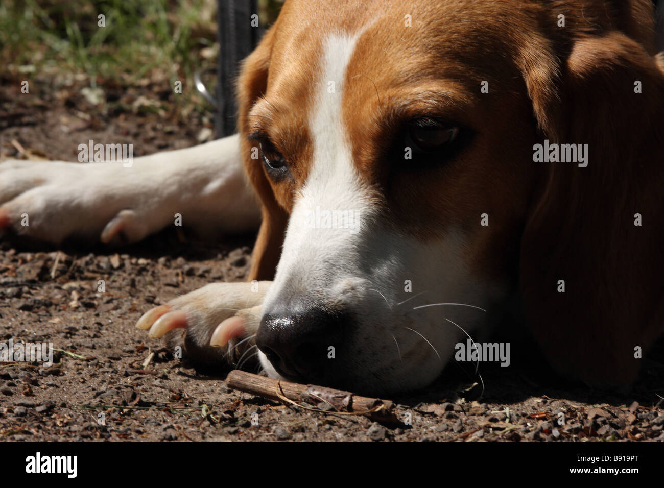 Beagle profile hi-res stock photography and images - Alamy