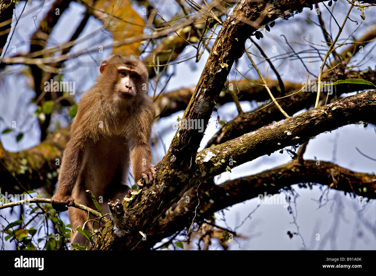 Pigtail macaque (Macaca nemestrina) on top of a tree in the rainforest ...
