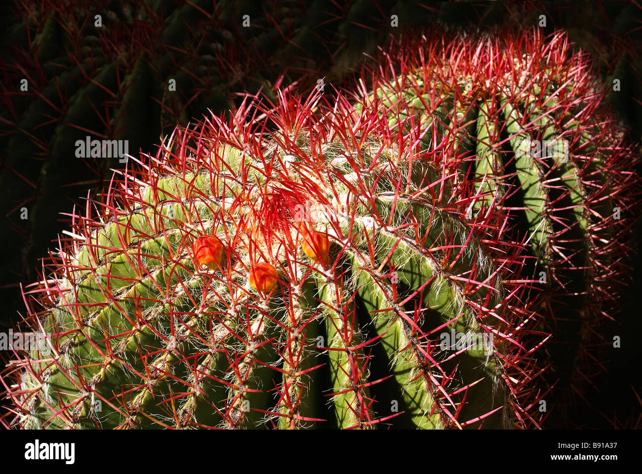 Sharp quills hi-res stock photography and images - Alamy