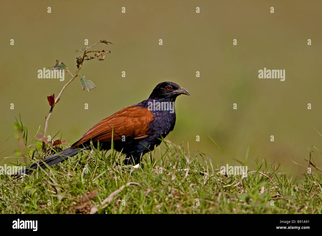 Greater Coucal or the Crow Pheasant Centropus sinensis in Magudi ...