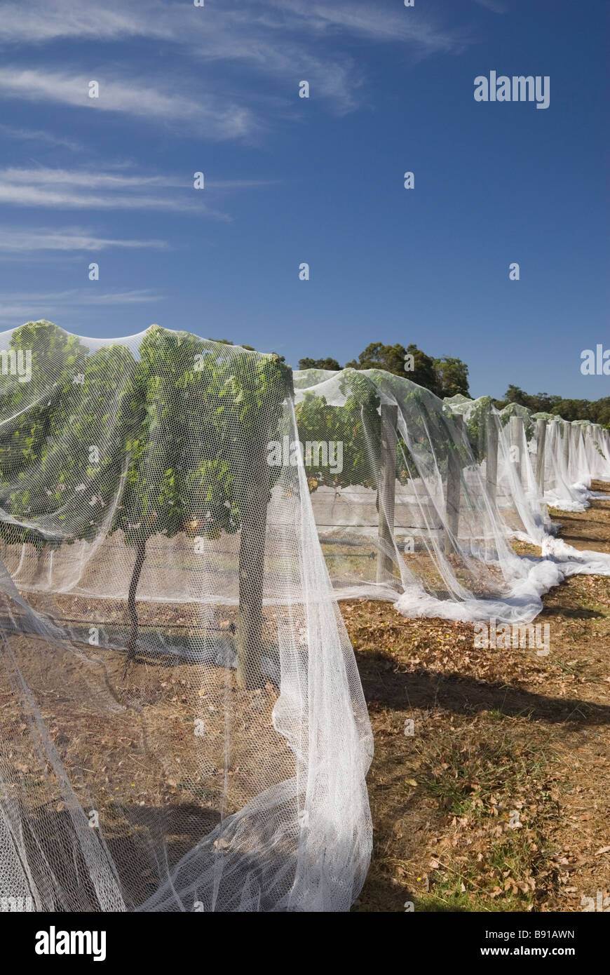 Vineyard grapevines under protective bird nets, Margaret River, Western ...