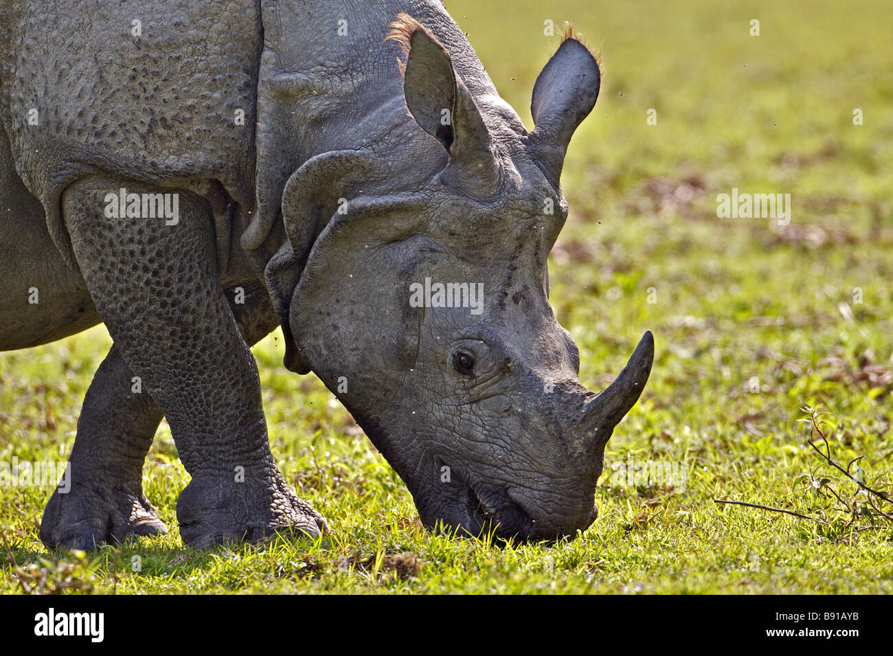 Indian Rhinoceros or the Great One horned Rhinoceros or the Asian One ...