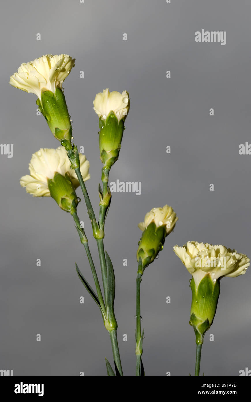 Cream carnation hi-res stock photography and images - Alamy