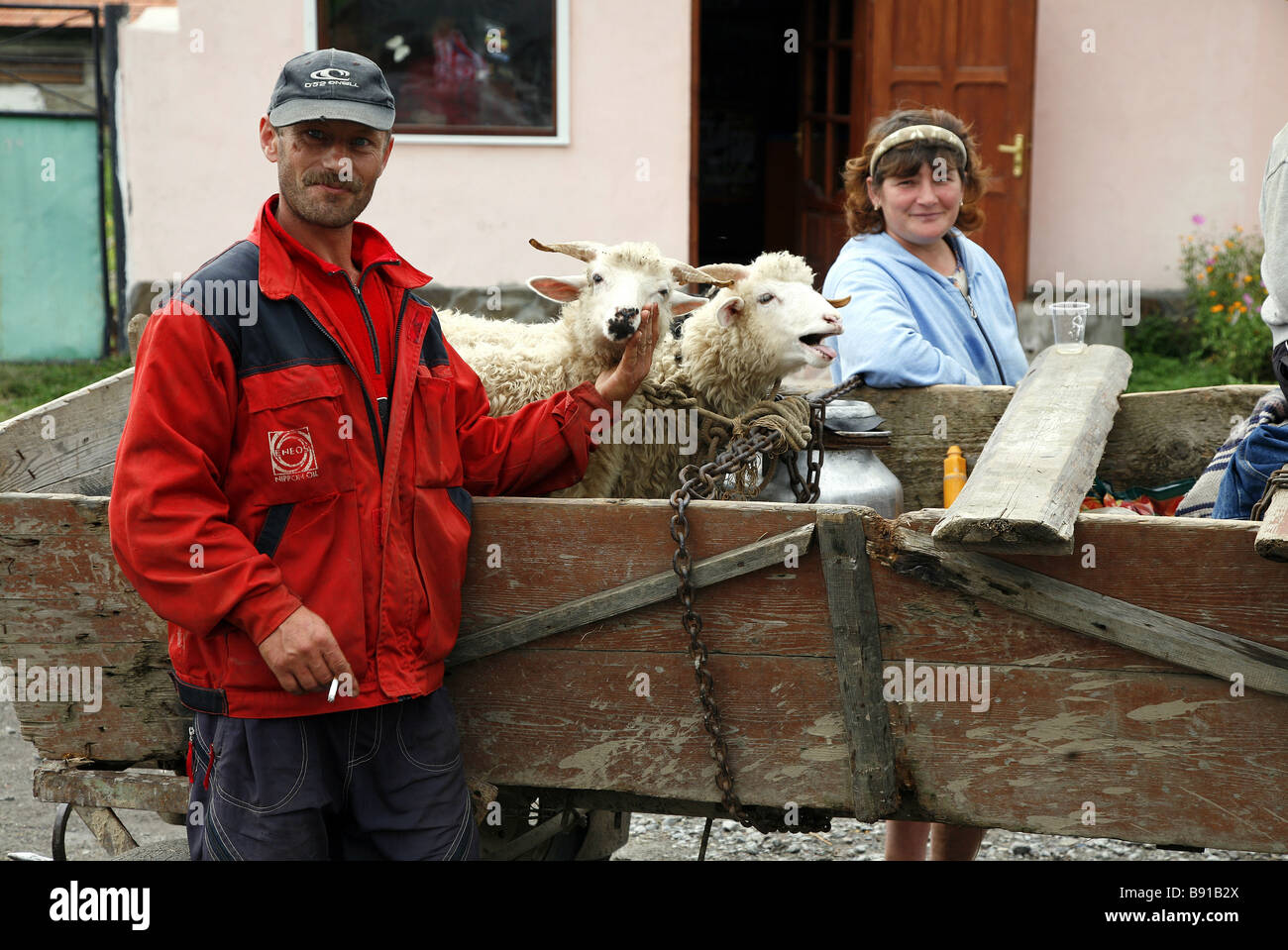 FARMER SHOWS HIS SHEEP MOUNTAIN PASS UKRAINE MOUNTAIN PASS ROAD UKRAINE ...