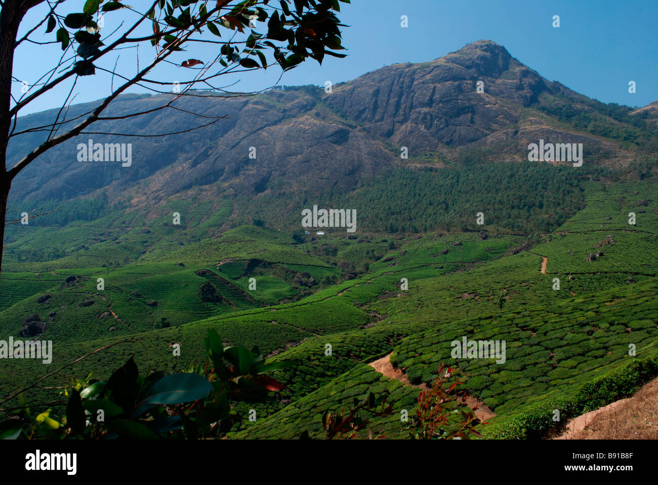Munnar ; a hill station in Kerala , India Stock Photo - Alamy