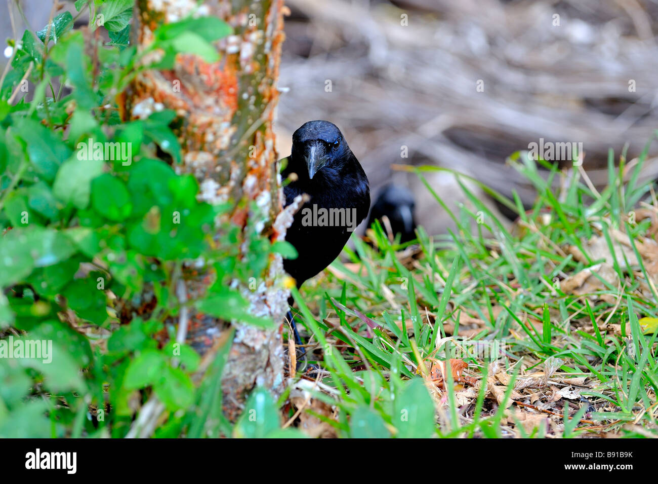 Crow black looking funny bird hi-res stock photography and images - Alamy