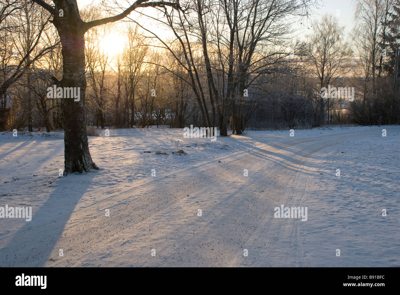 Winter sun behind trees hi-res stock photography and images - Alamy