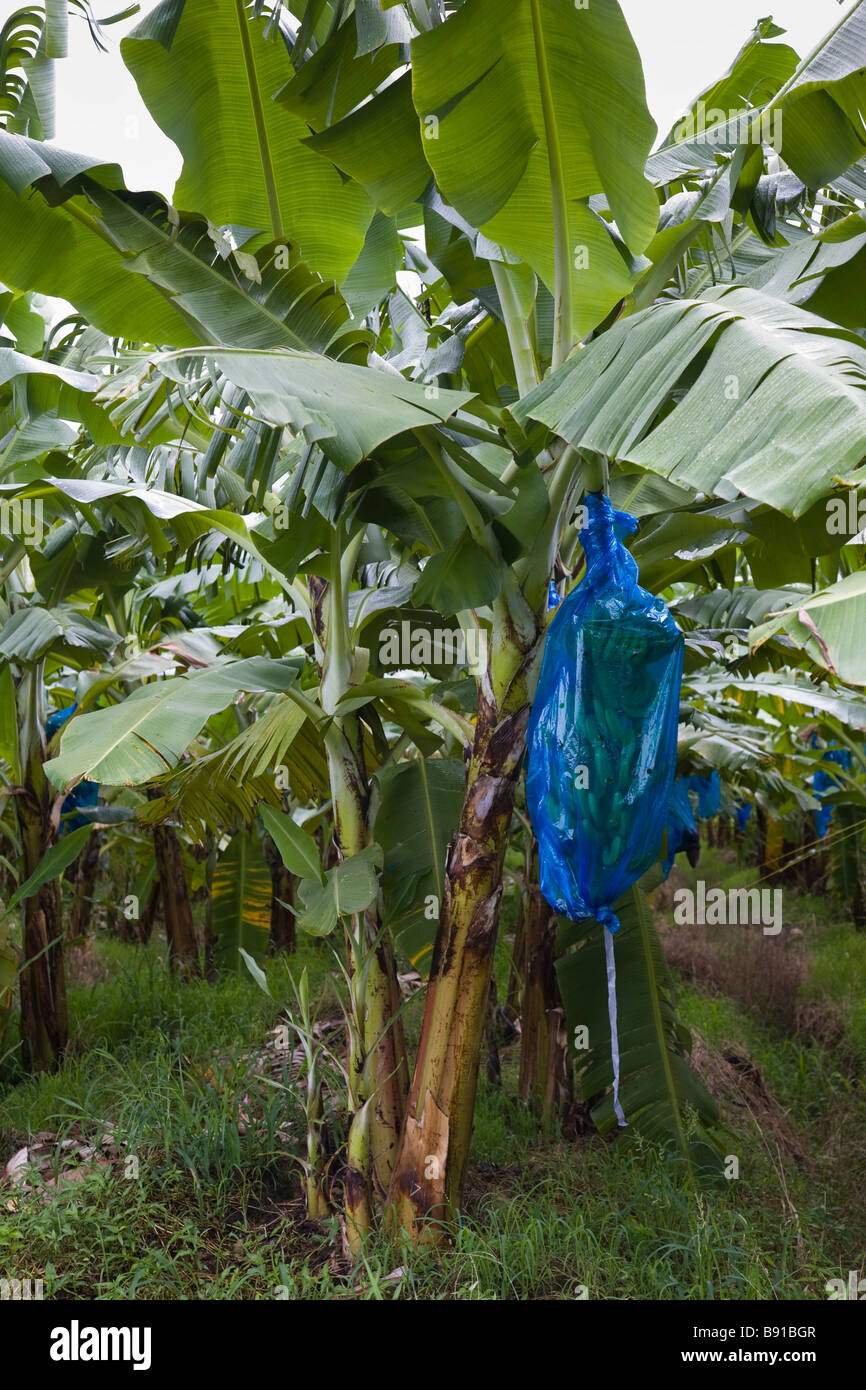 Banana palms with the fruits protected by plastic bags, St Lucia Stock ...