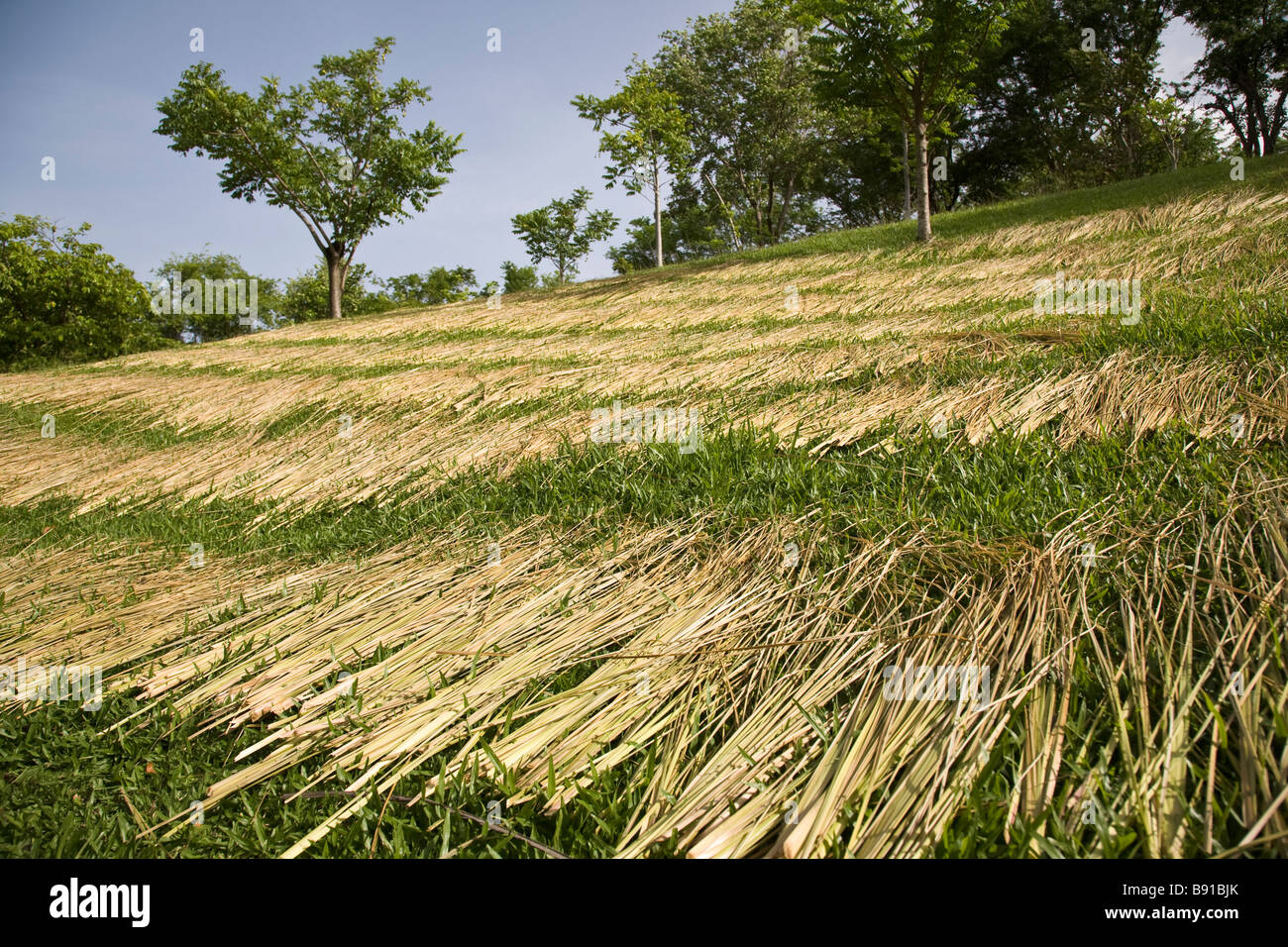 Grass laid out in the sun to dry before being used for roof thatching ...