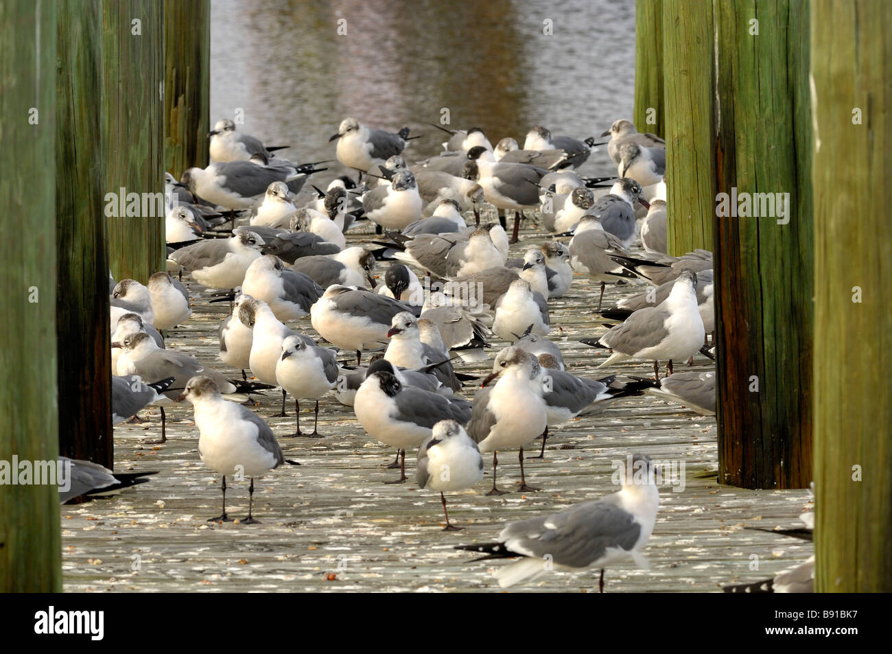 Dock with birds hi-res stock photography and images - Alamy