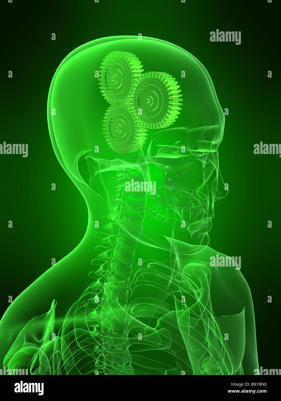 Human brain anatomy structure hi-res stock photography and images - Alamy