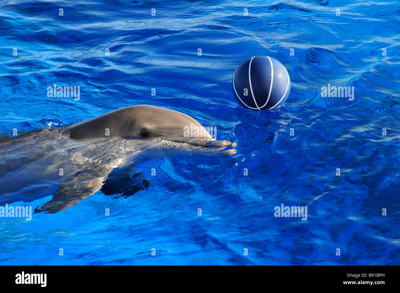 Atlantic bottlenose dolphin playing with a ball in a large tank at ...