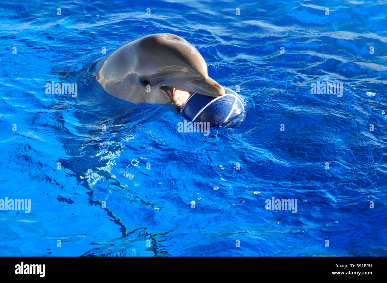 Atlantic bottlenose dolphin playing with a ball in a large tank at ...