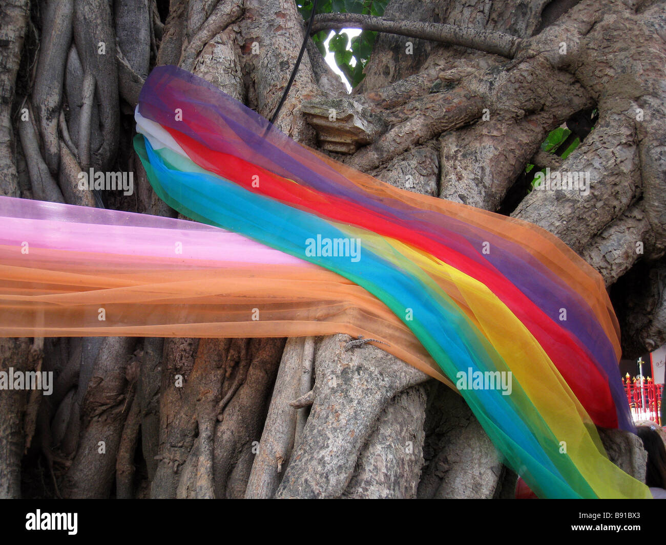 Coloured ribbons decorating a banyan tree at a Buddhist Temple Stock ...